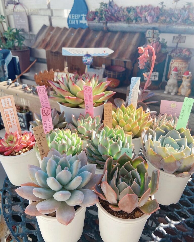 多肉植物の増やし方、葉挿し・挿し木・株分け - NikuoBLOG