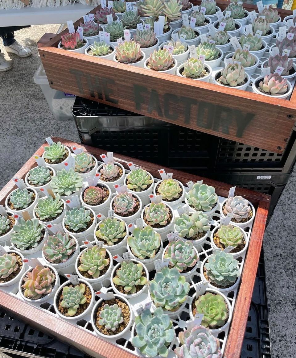 第二回、TA29JAMBOREE（多肉ジャンボリー）が波佐見で開催されます！ - NikuoBLOG