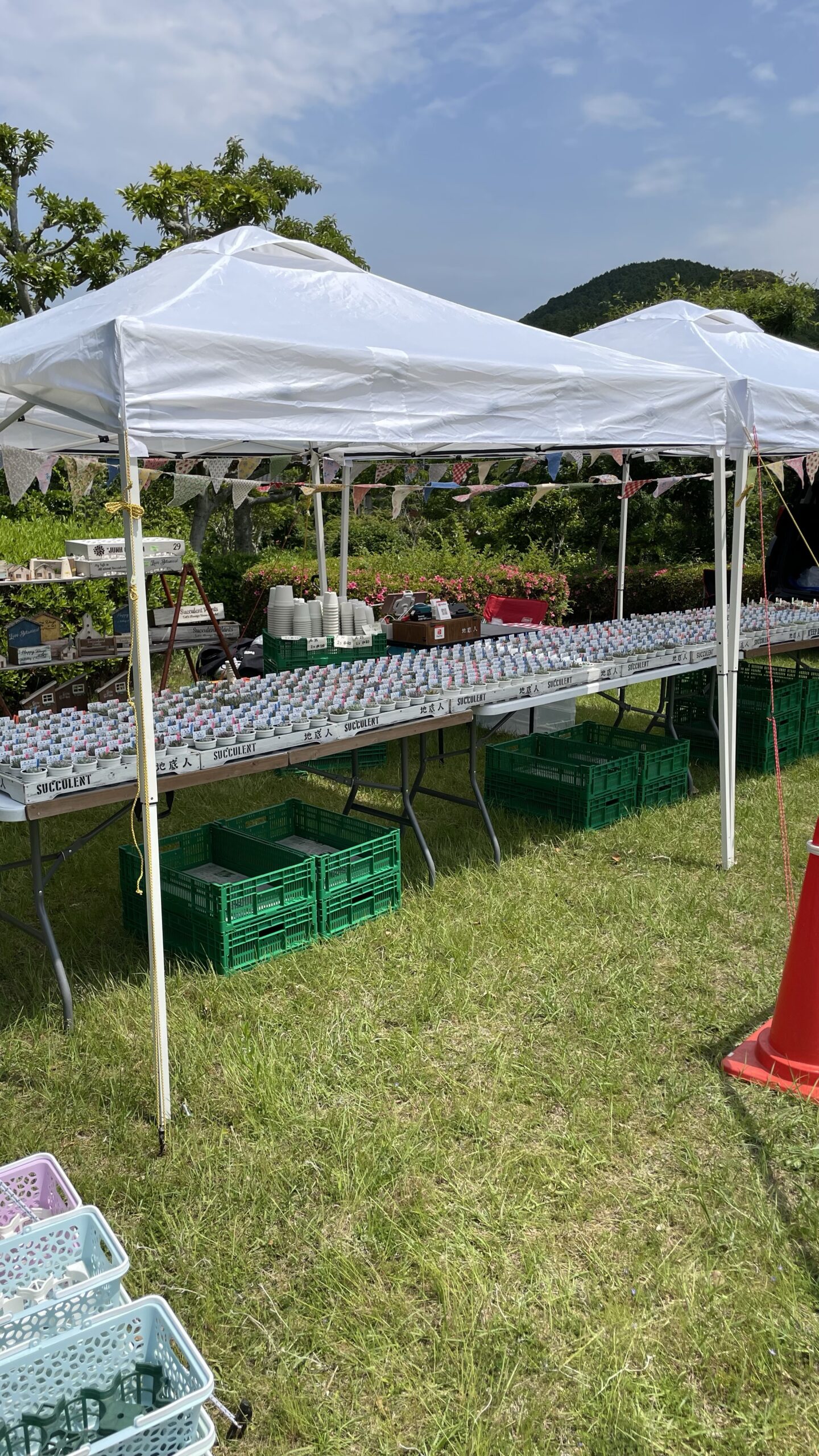 TA29JAMBORI2023（多肉ジャンボリー）が開催されました - NikuoBLOG