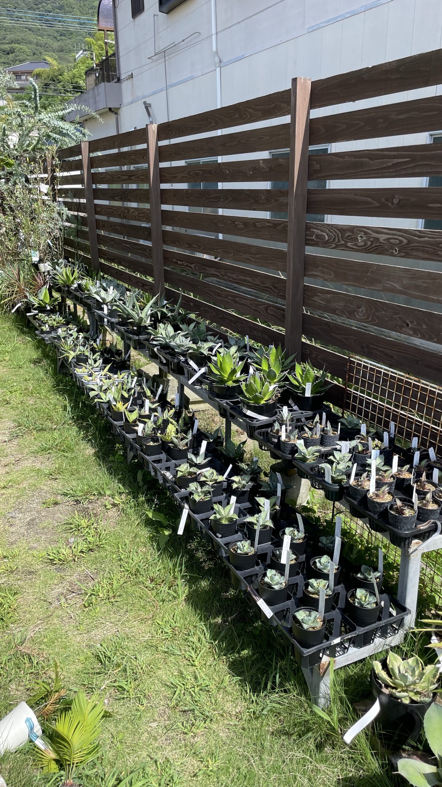 糸島市にある観葉植物専門店cocoha - NikuoBLOG