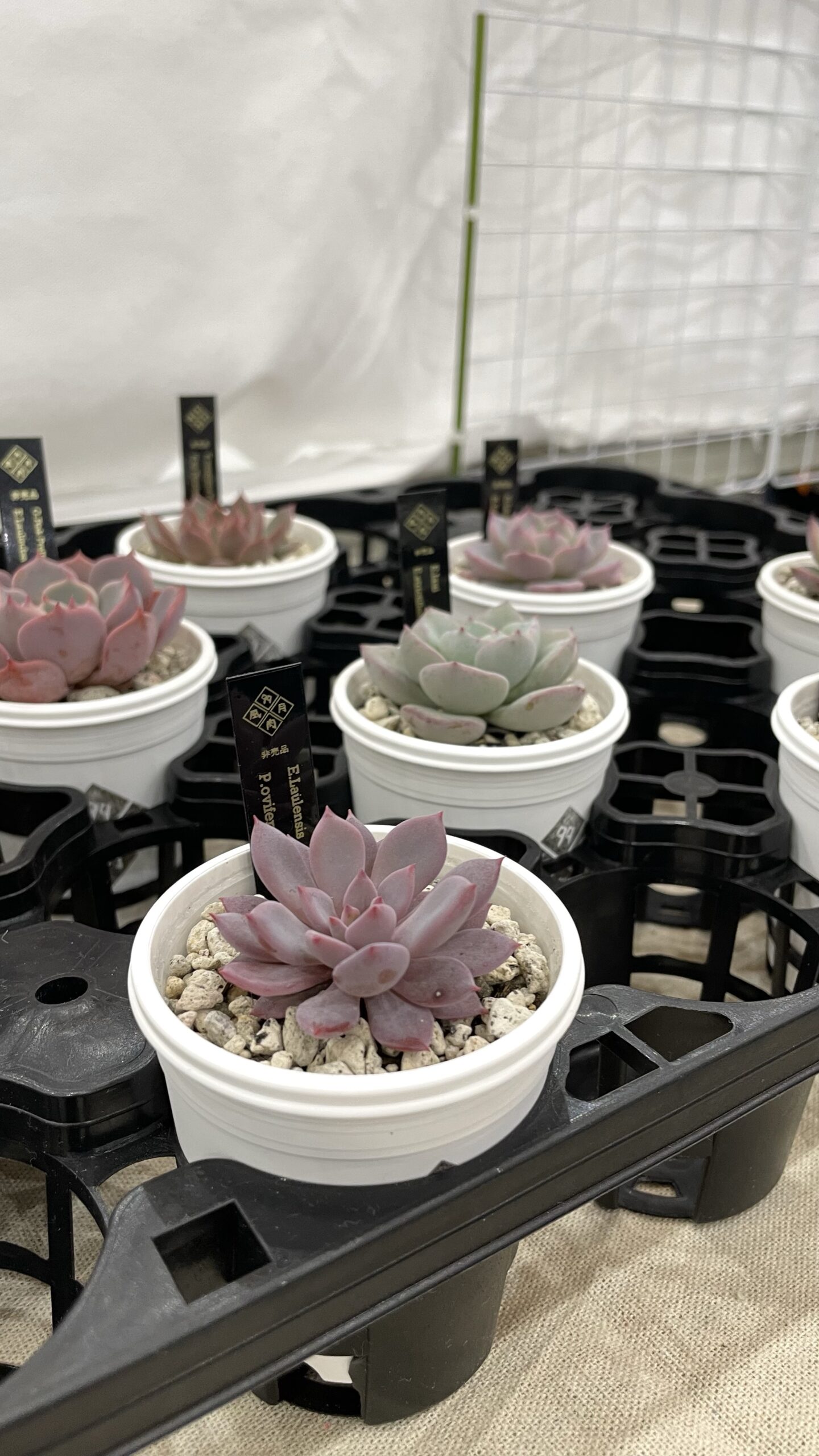 第3回ガーデニング愛の祭典、花友フェスタが開催されました！ - NikuoBLOG