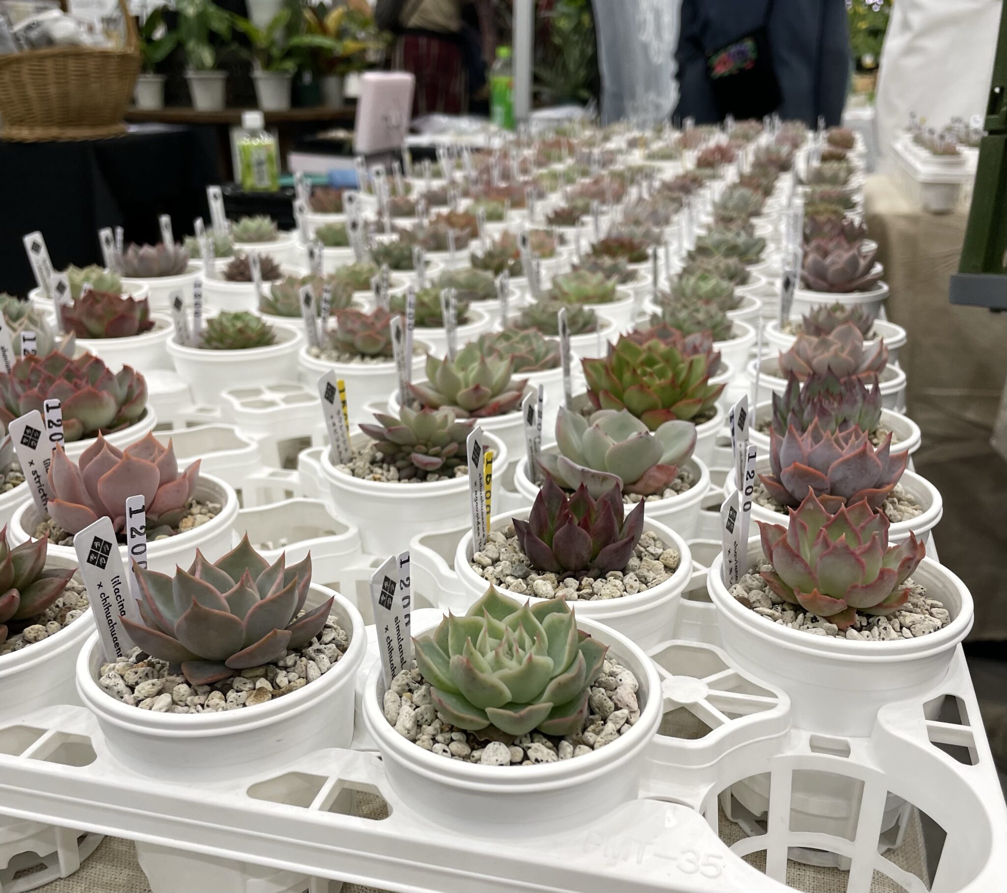 第3回ガーデニング愛の祭典、花友フェスタが開催されました！ - NikuoBLOG