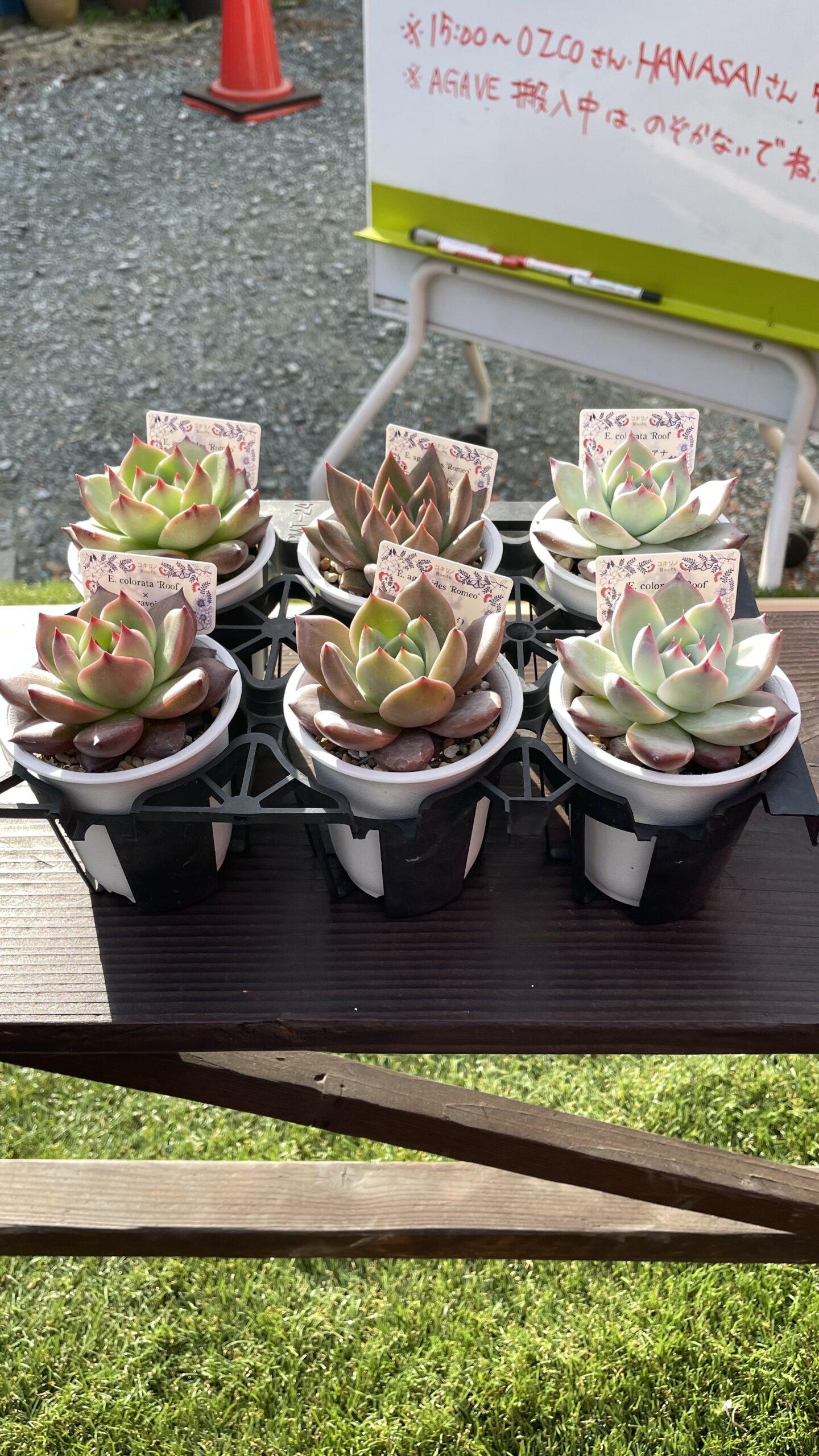 natur（ナチュラ）さんの感謝祭に行ってきました！『natur the first vol.3』 - NikuoBLOG