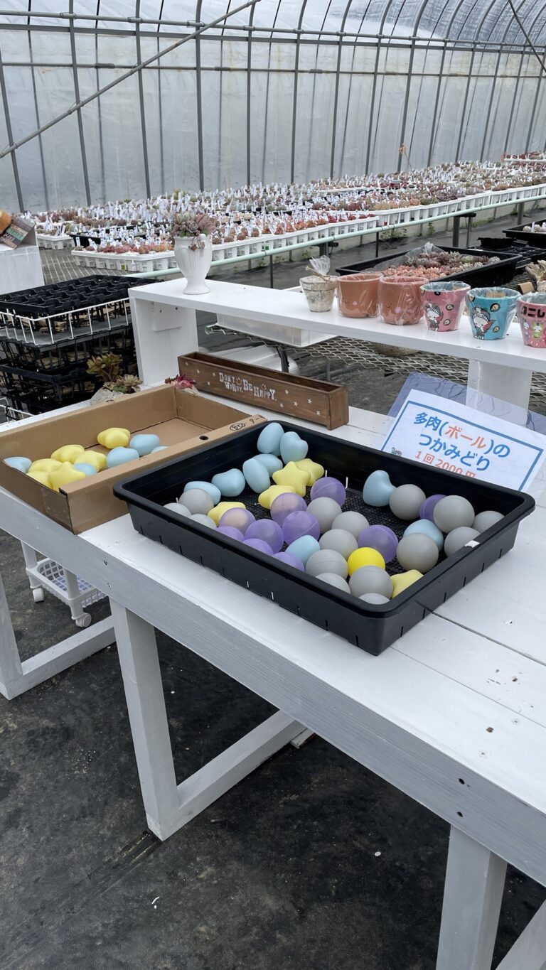 多肉専門店の糸島多肉Lab - NikuoBLOG