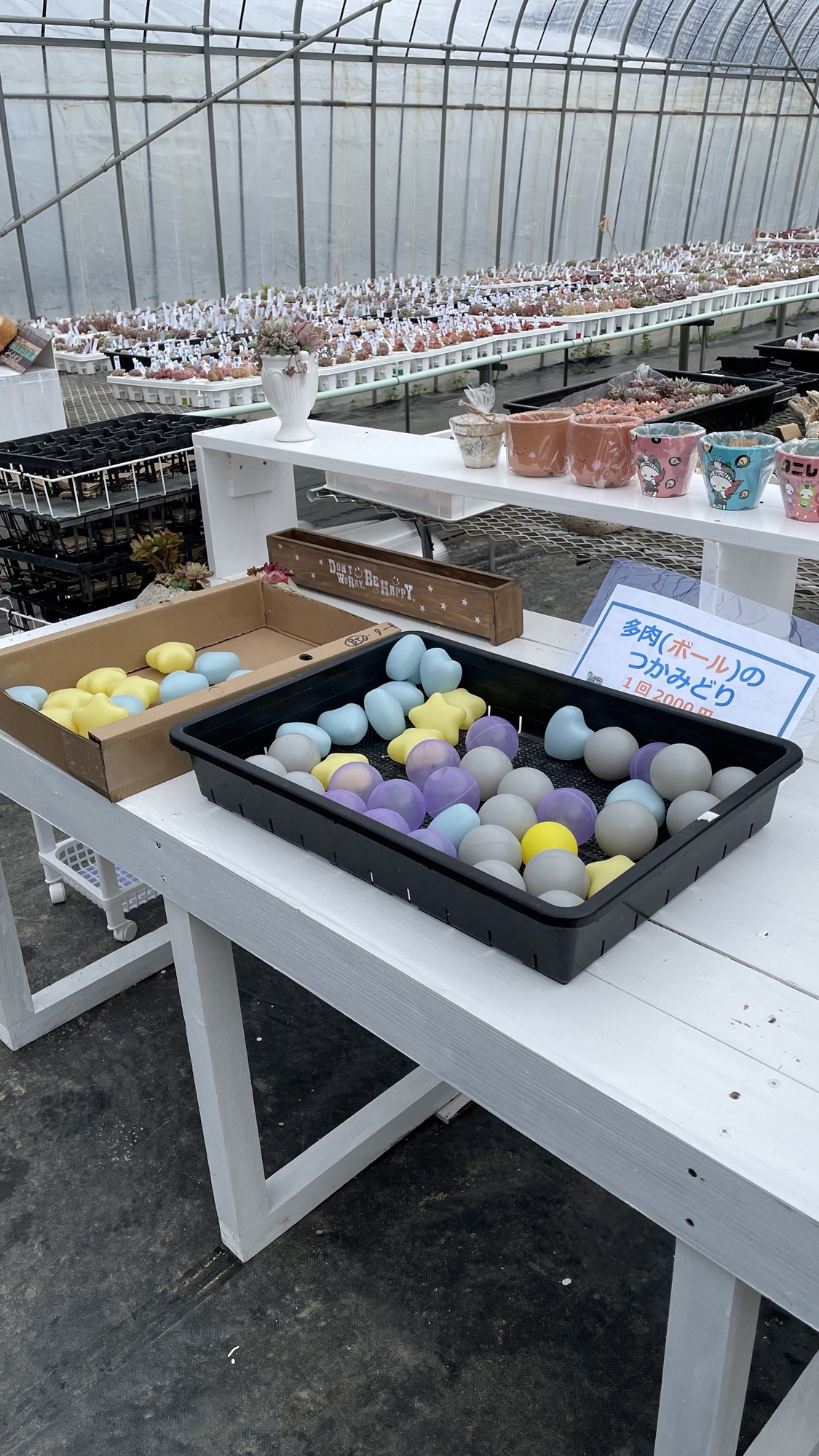 多肉専門店の糸島多肉Lab - NikuoBLOG