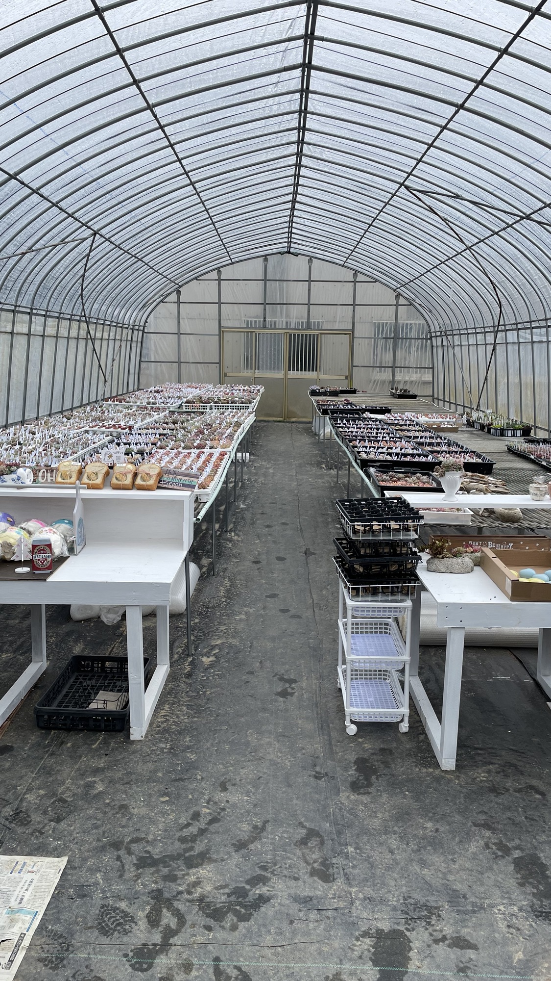 多肉専門店の糸島多肉Lab - NikuoBLOG